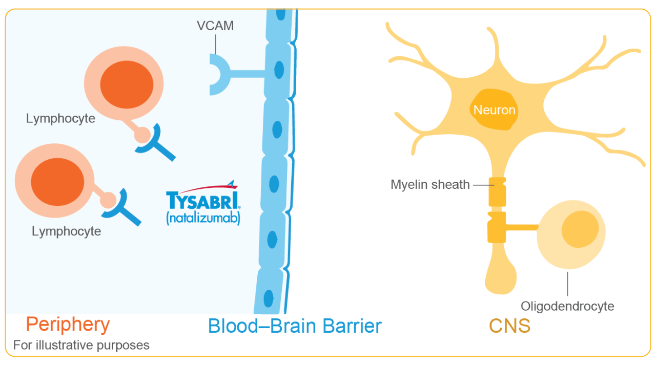 Proposed Mechanism of Action (MOA) | TYSABRI® (natalizumab) HCP